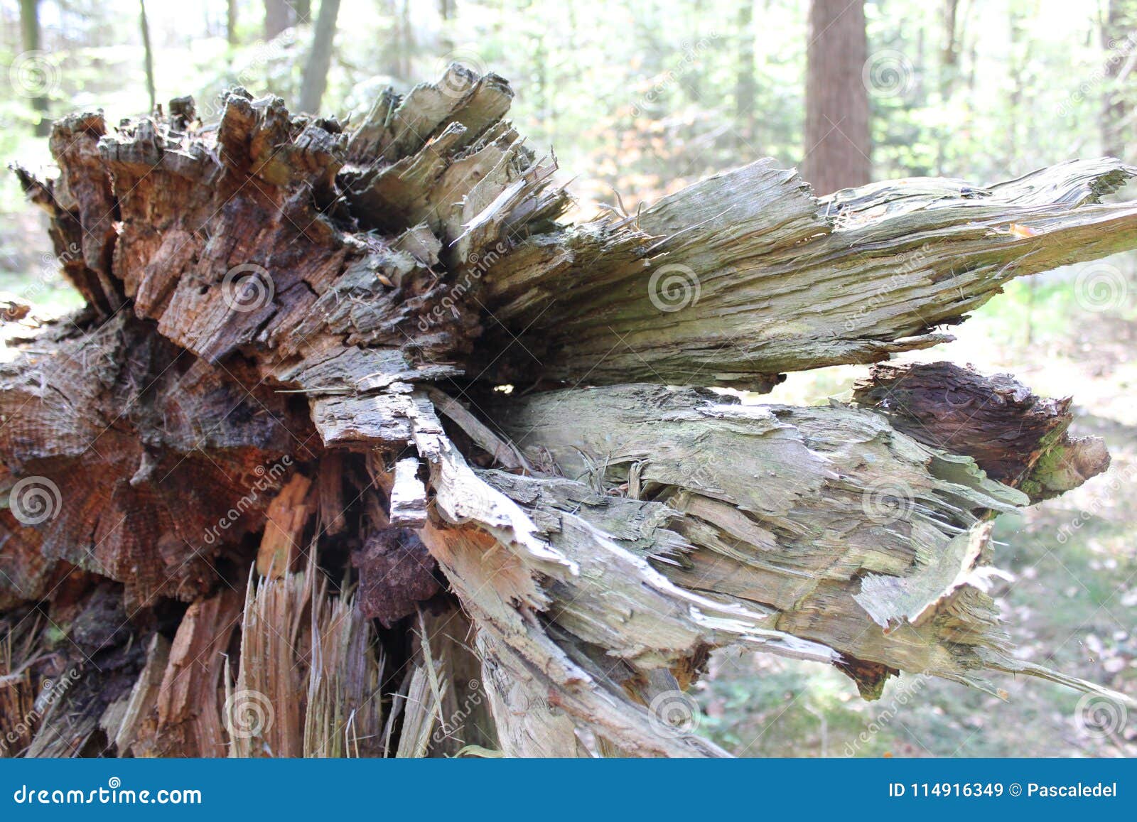 Broken Tree stock image. Image of tree, wood, green - 114916349