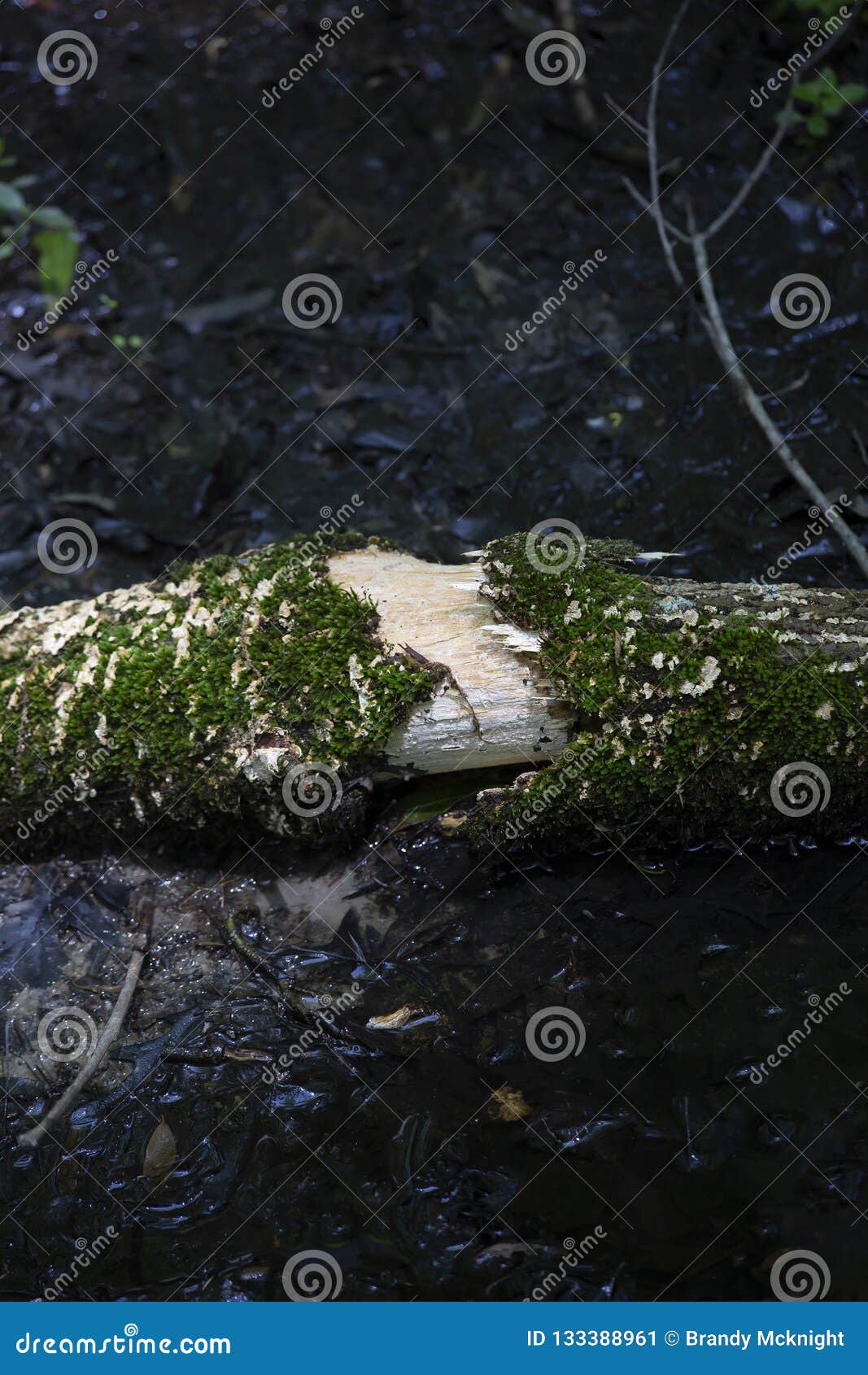 Broken Tree Limb stock image. Image of death, dead, botany - 133388961 Broken Tree Limb stock image. Image of death, dead, botany - 133388961