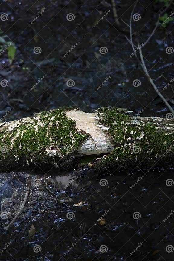 Broken Tree Limb stock image. Image of death, dead, botany - 133388961