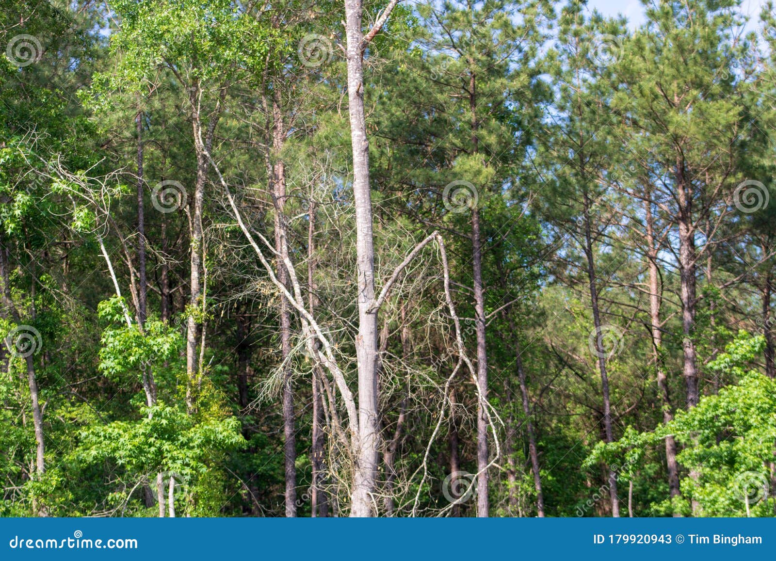 Broken Tree Limbs Hanging Dangerously after Storm Stock Image - Image ...