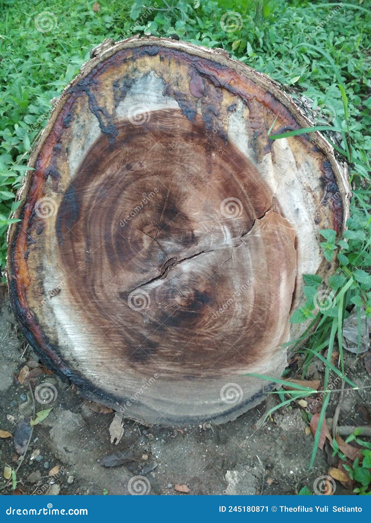 Broken Tree Log in the Woods Stock Image - Image of grass, mushroom ...