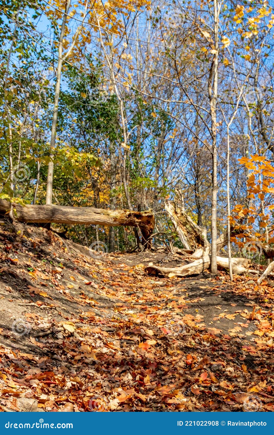 Broken Tree Logs are Part of the Deal - Beautiful Fall in Central ...