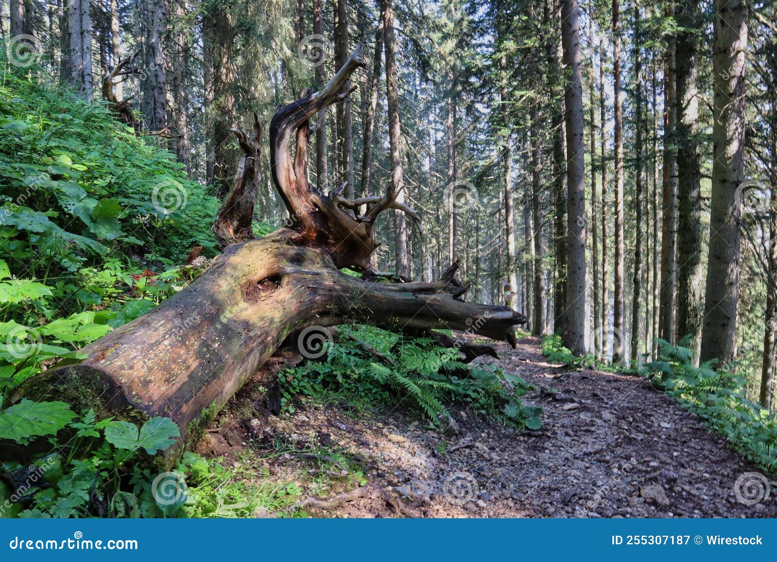 A Broken Tree Lying in a Forest Stock Image - Image of landscape ...