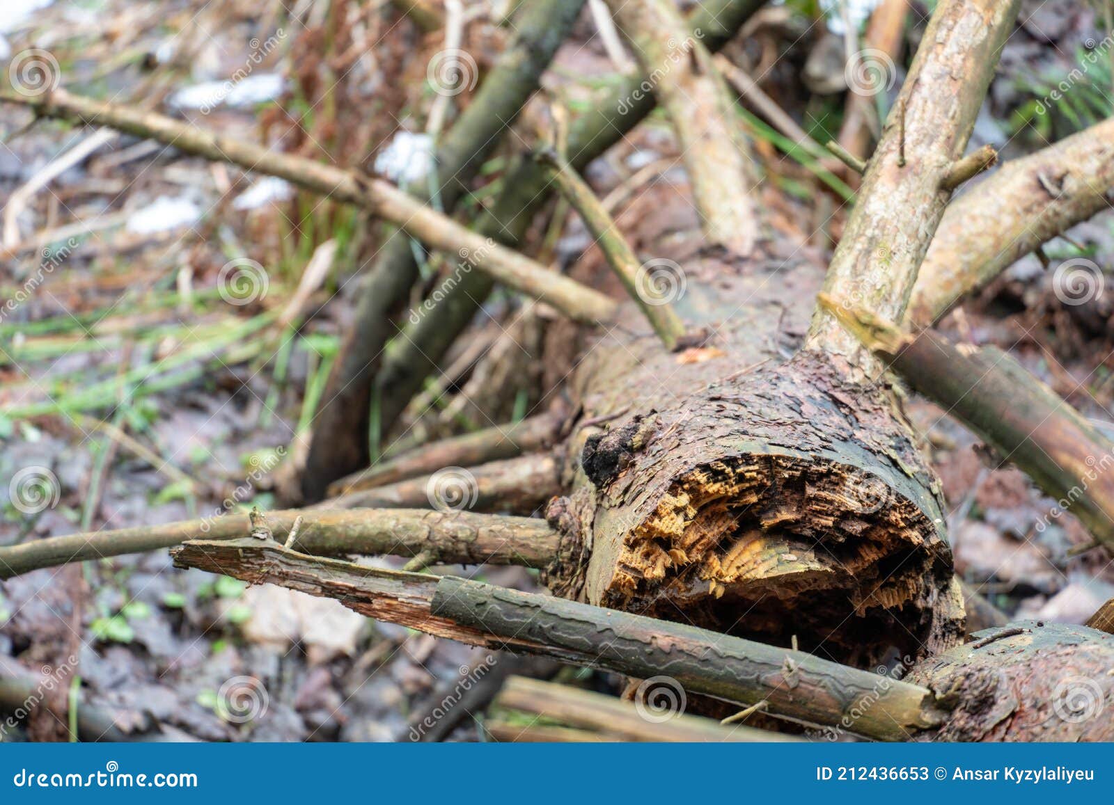 A Broken Tree is Lying on the Grass in the Forest. Deadwood Stock Image ...