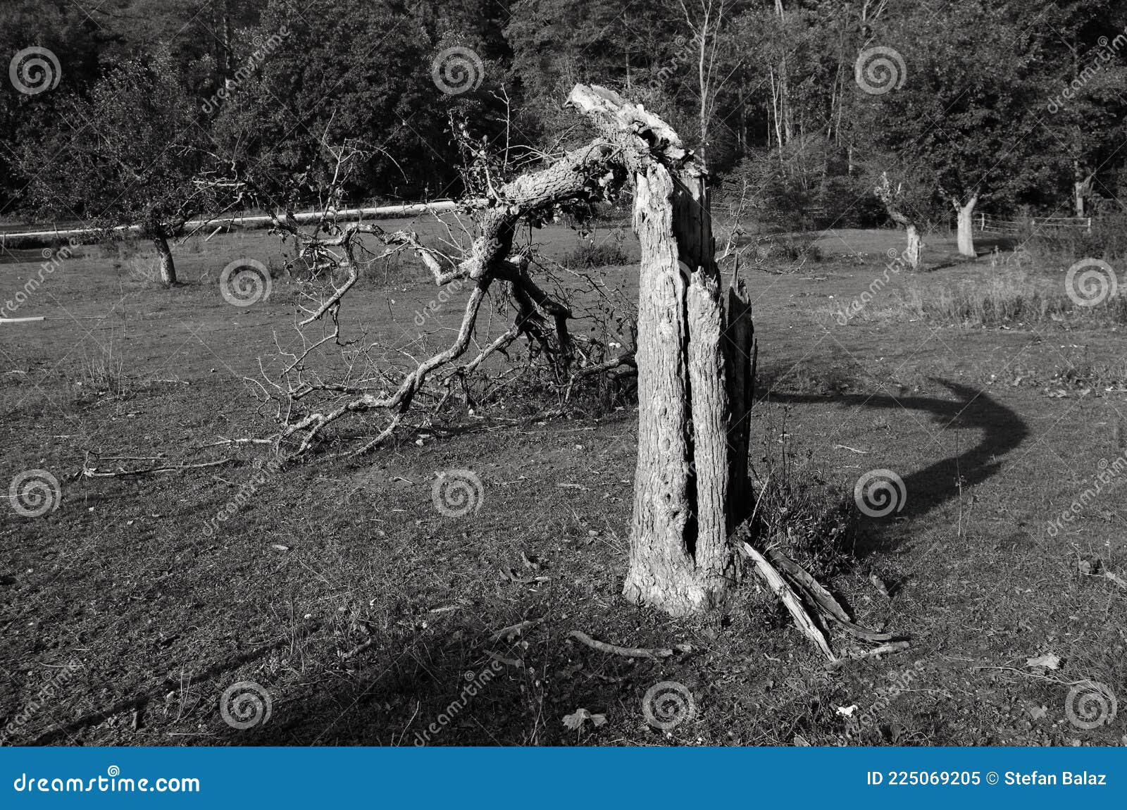Broken Tree in the Meadow. Aftermath of Tree Which Exploded after Being ...