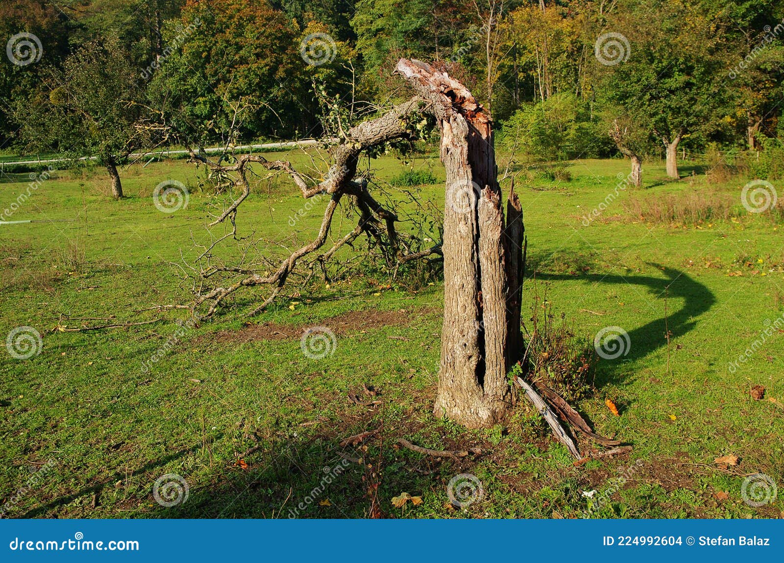 Broken Tree in the Meadow. Aftermath of Tree Which Exploded after Being ...