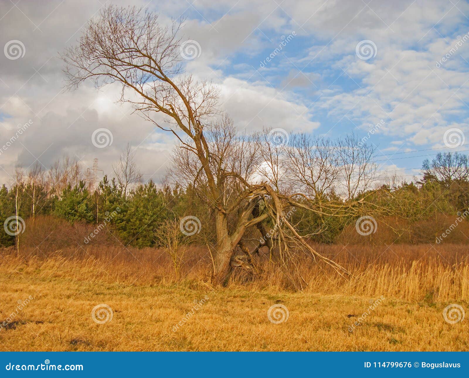 A Broken Tree in the Meadows. Stock Photo - Image of crippled, tree ...