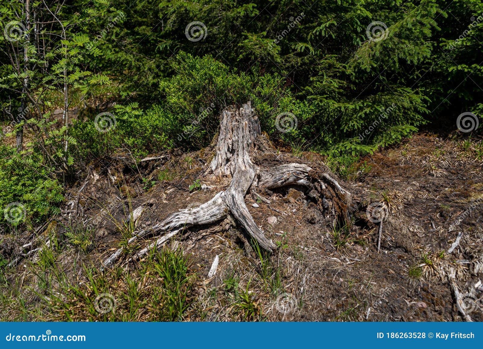 Broken Tree in the Middle of Green Leafs and Plants Stock Photo - Image ...