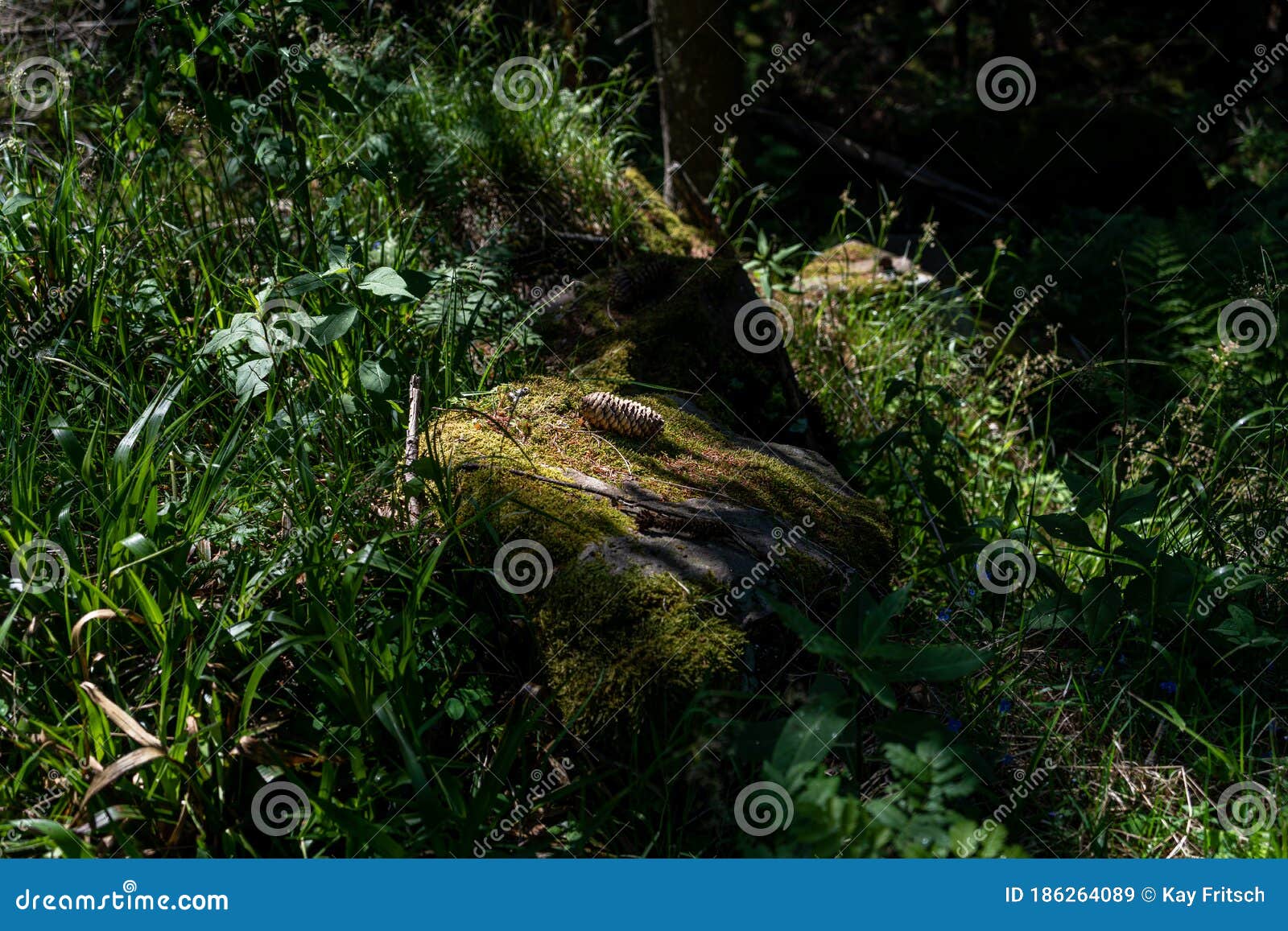 Broken Tree in the Middle of Green Leafs and Plants Stock Image - Image ...