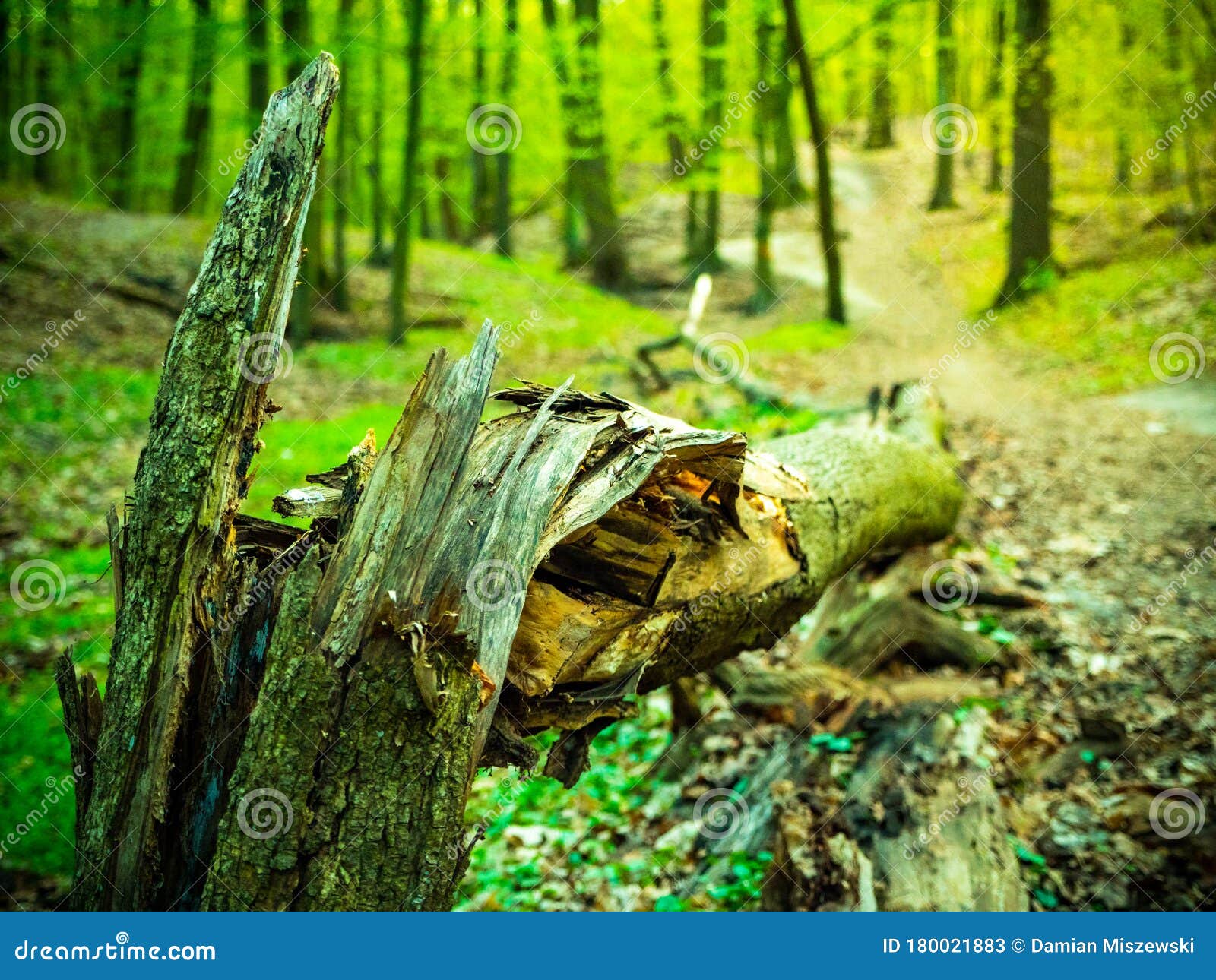 A Broken Tree Near the Path Stock Image - Image of outdoors, scenic ...
