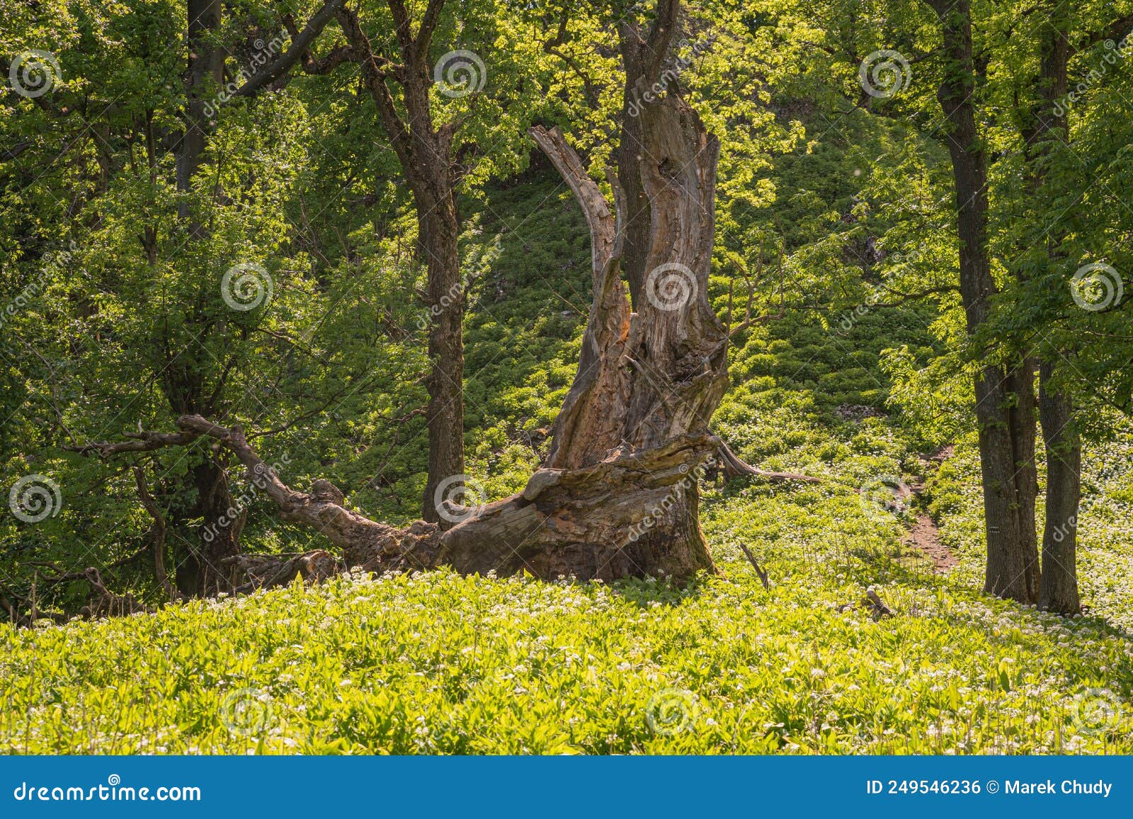 Broken tree stock photo. Image of travel, trees, tree - 249546236