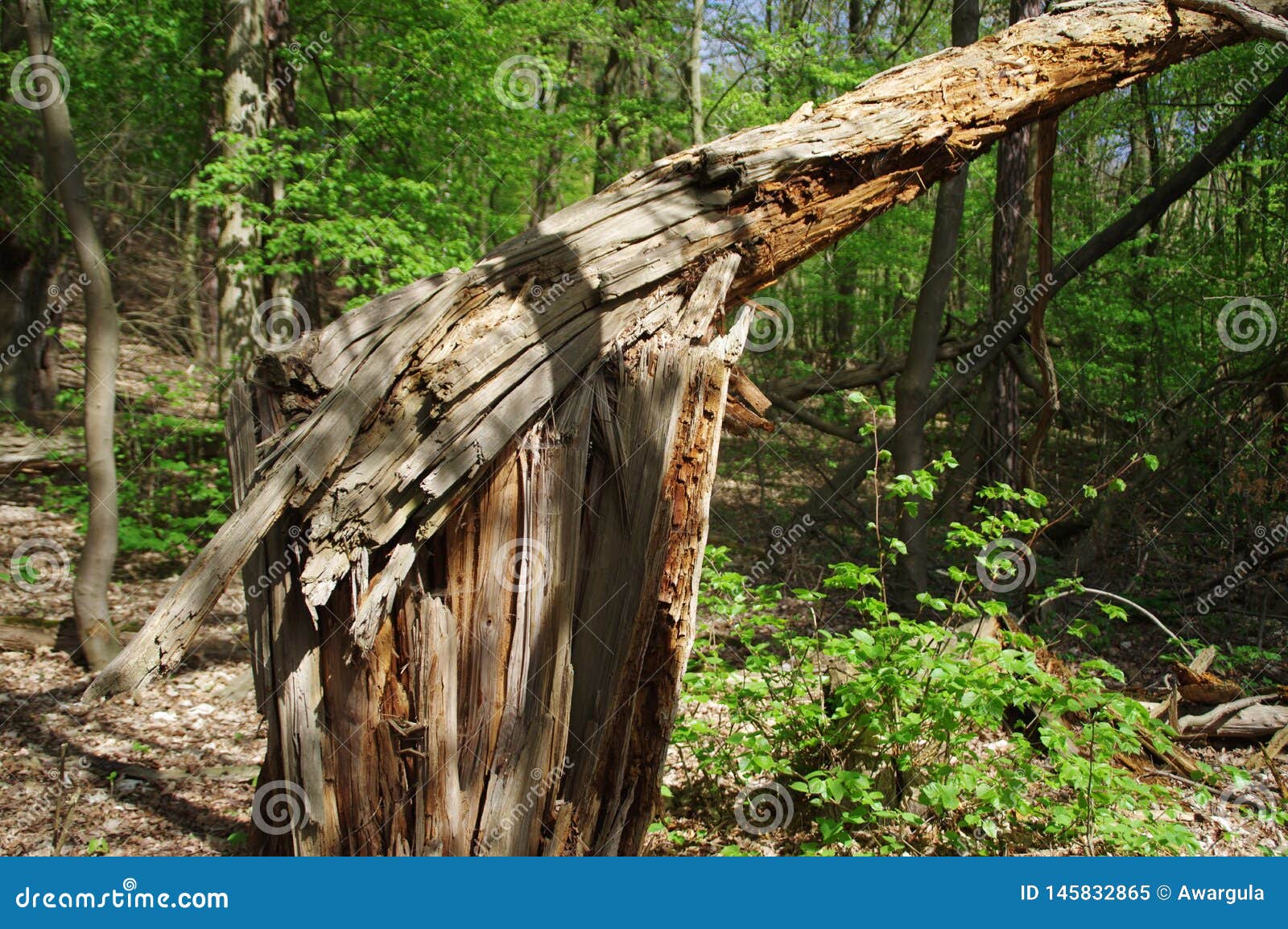 Distorted branch stock image. Image of forest, park - 145832865