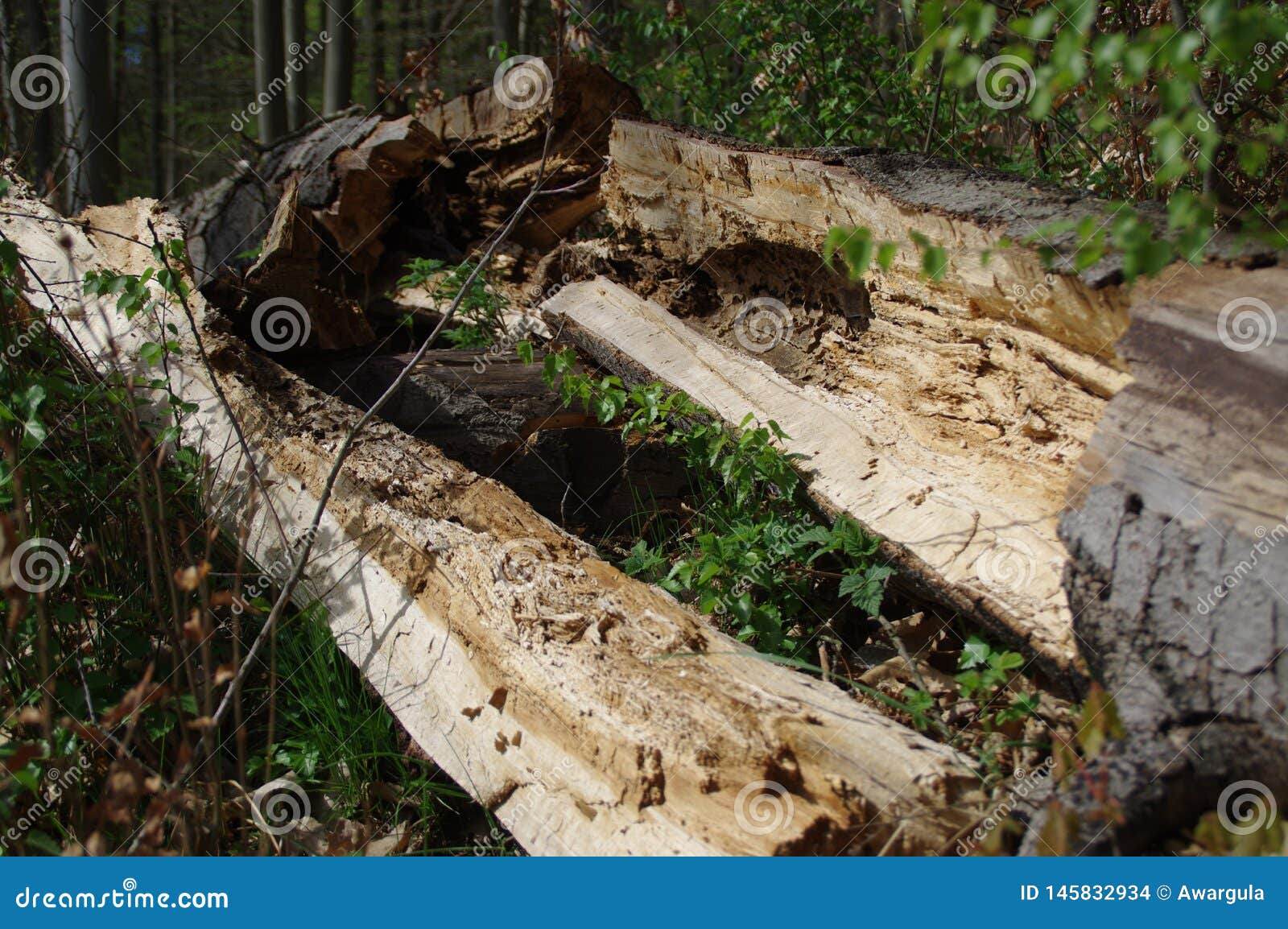 Distorted branch stock photo. Image of branch, forest - 145832934