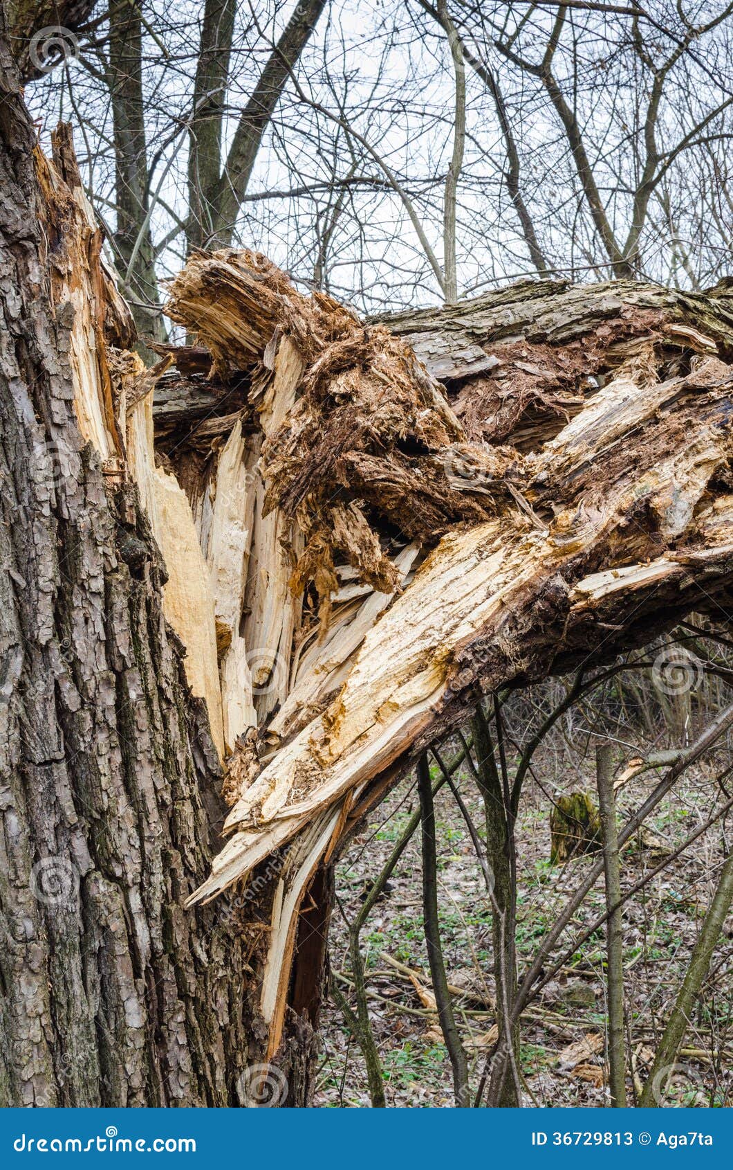 Broken tree stock image. Image of bark, trunk, horizontal - 36729813