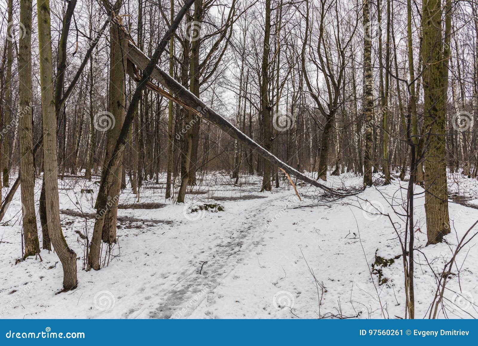 Broken Tree Over a Path in the Forest Stock Image - Image of cold ...