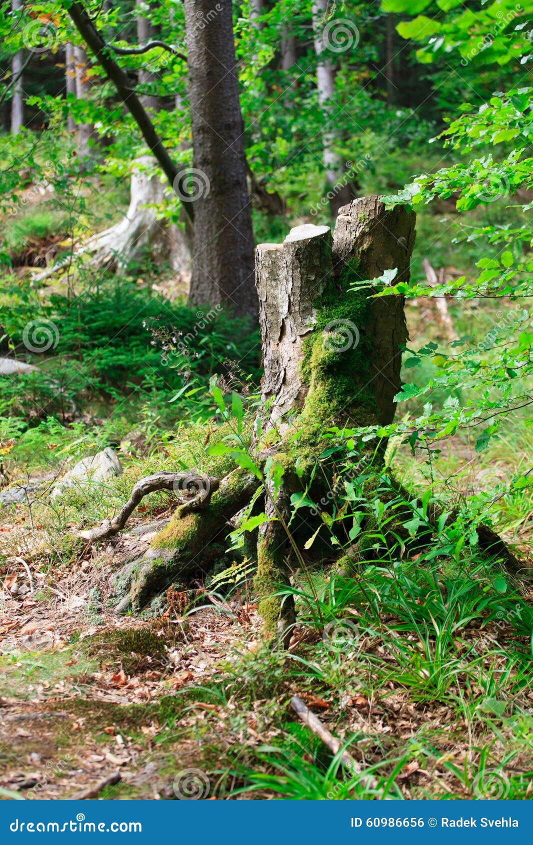 Broken tree. stock photo. Image of woodpecker, environment - 60986656