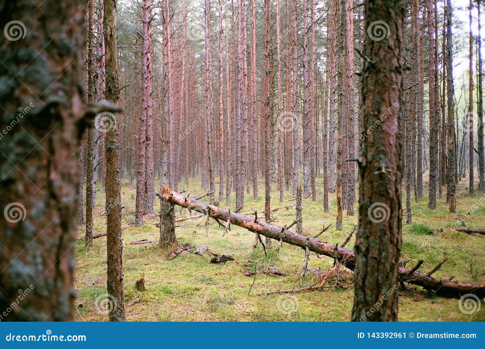 Broken Tree Pine in a Pine Forest Stock Image - Image of wooden, tree ...