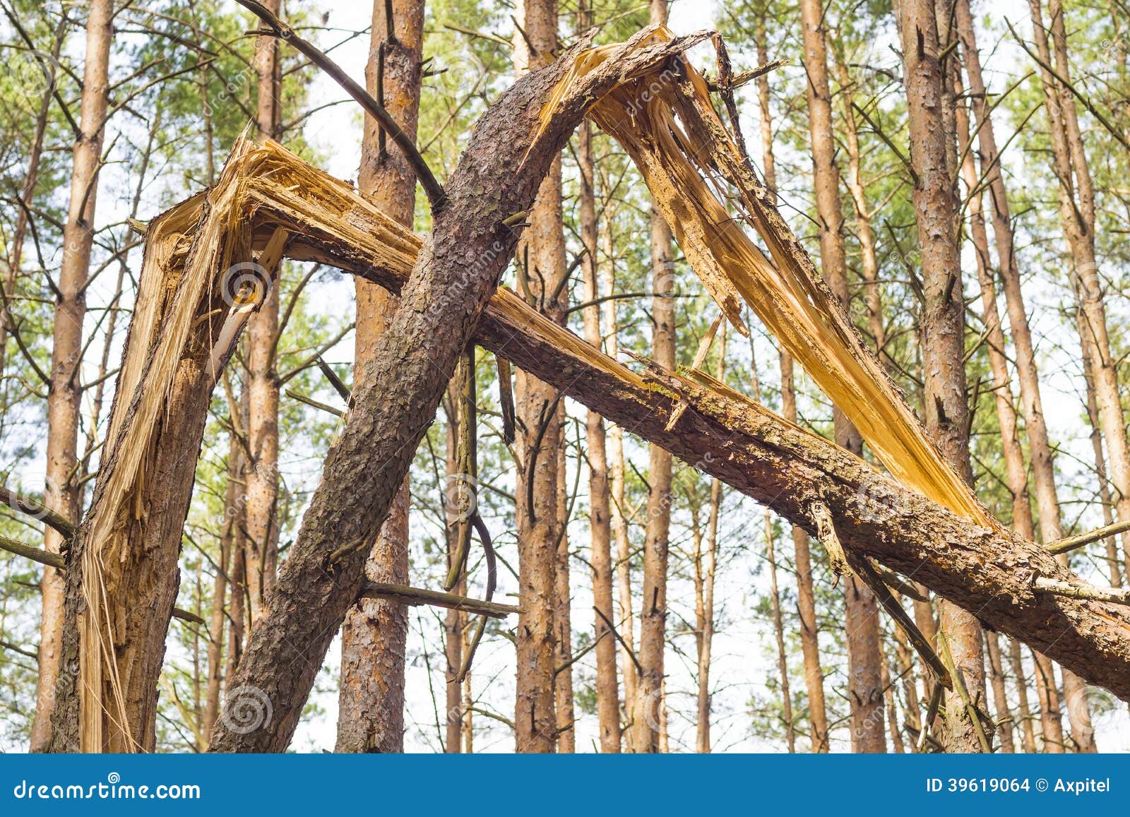 Broken tree in pine woods stock photo. Image of tree - 39619064