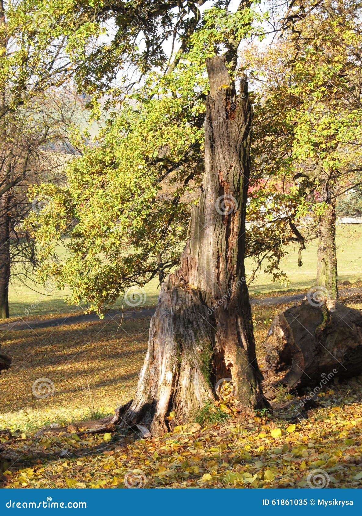 Broken tree stock image. Image of environment, remnants - 61861035