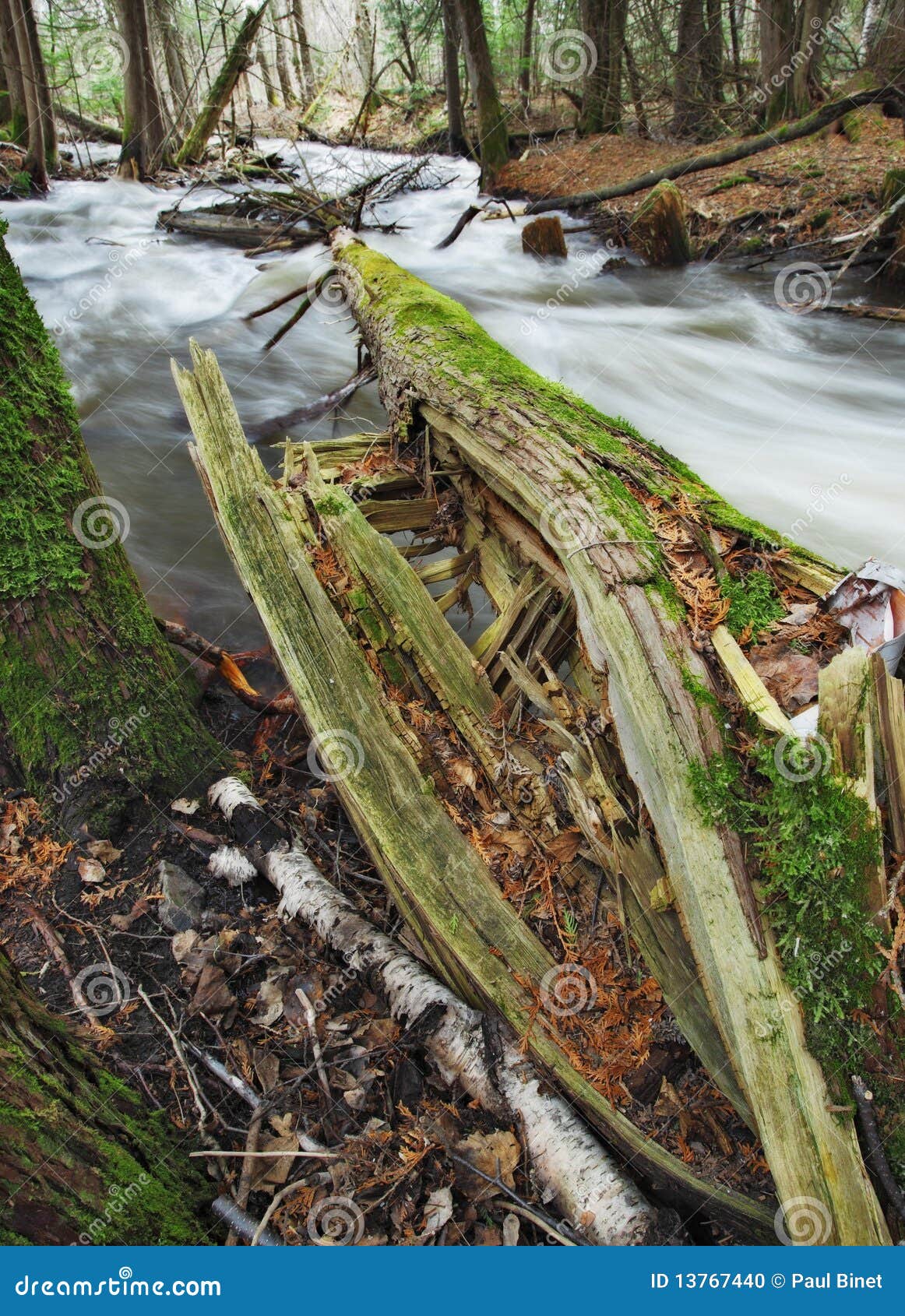 Broken tree in river stock photo. Image of flowing, leaf - 13767440