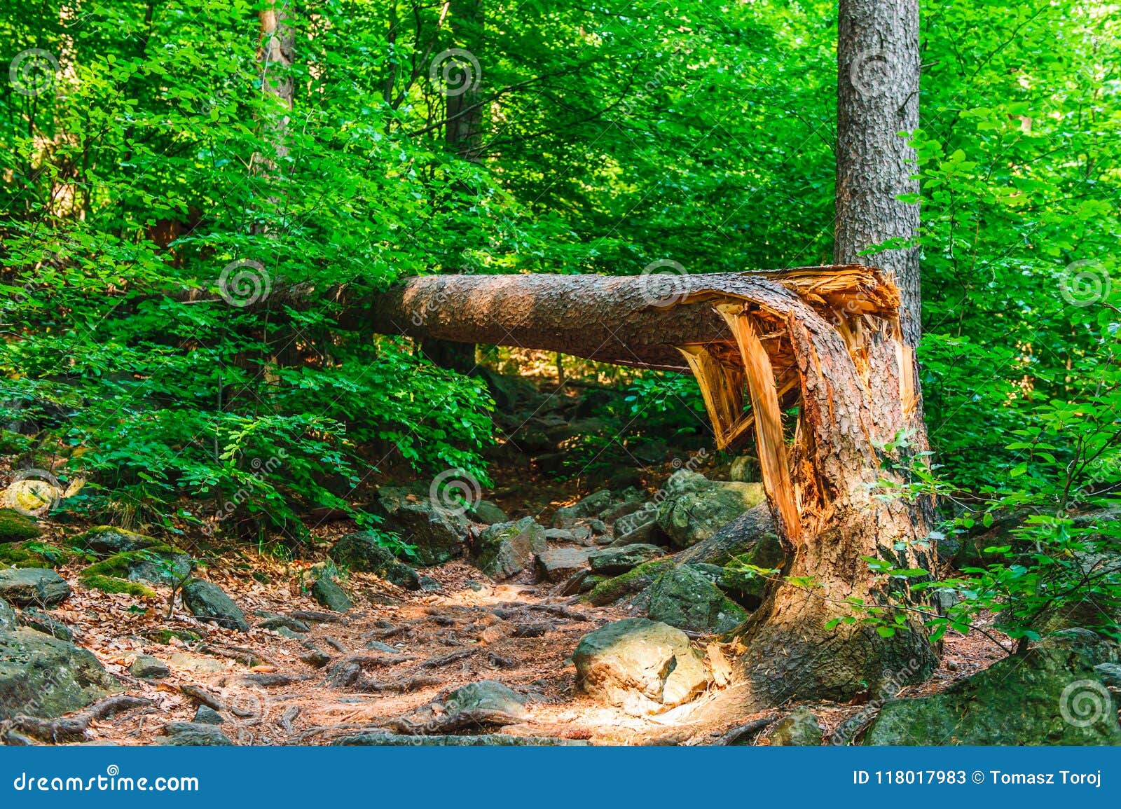 Broken Tree Fall on the Trail Stock Image - Image of broken, sunny ...