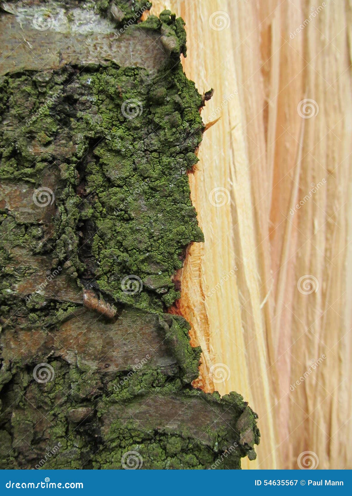 Broken Rotten Cherry Tree Branch Stock Photos - Free & Royalty-Free ...