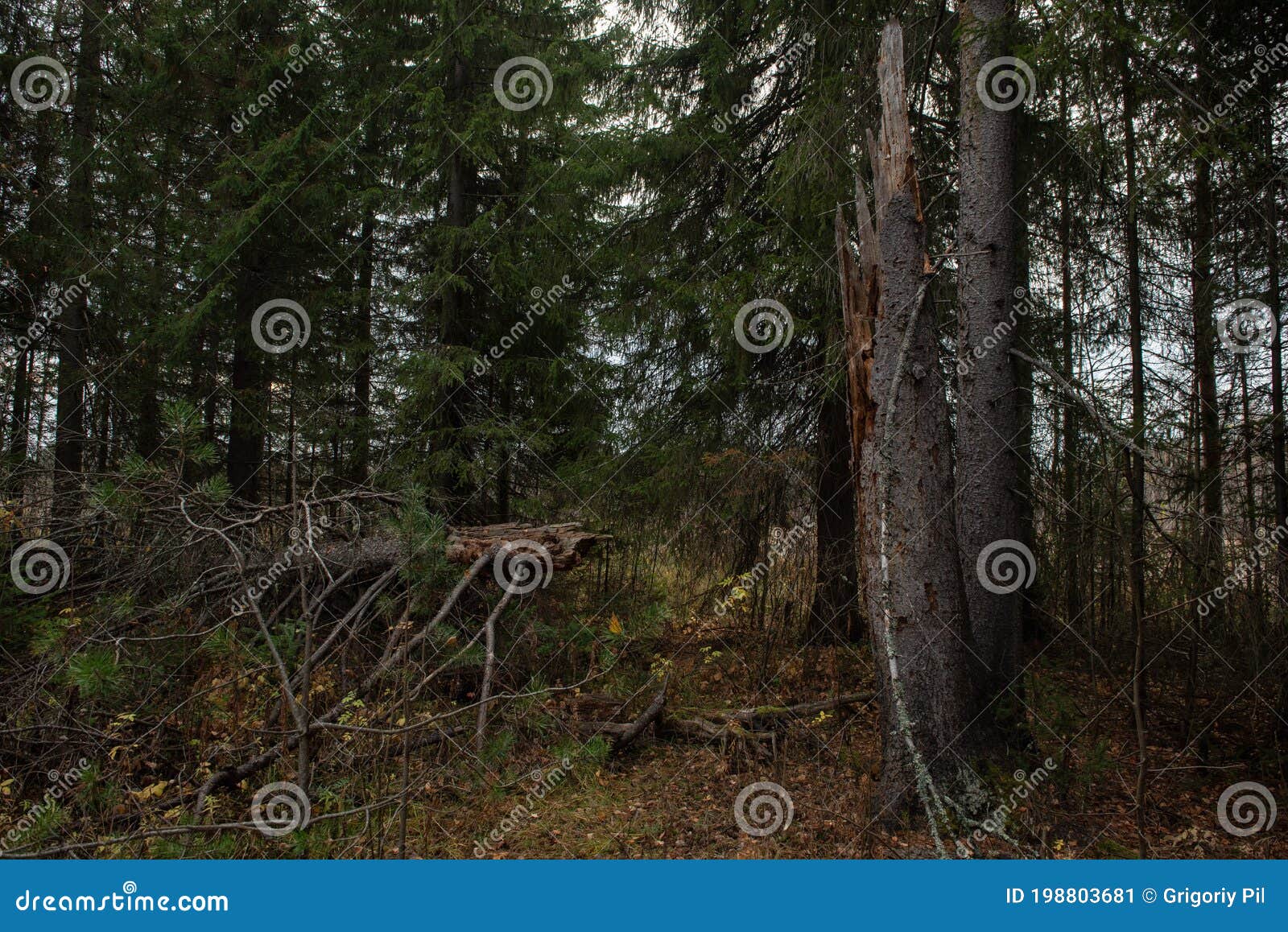 Broken tree stock image. Image of deadfall, russian - 198803681
