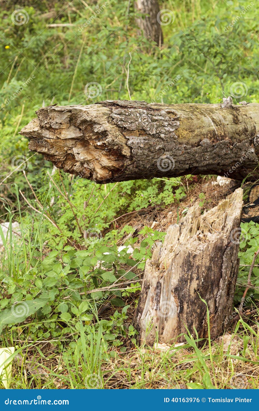 Broken Tree Branches On The Beach After Storm. Sea Black And White ...