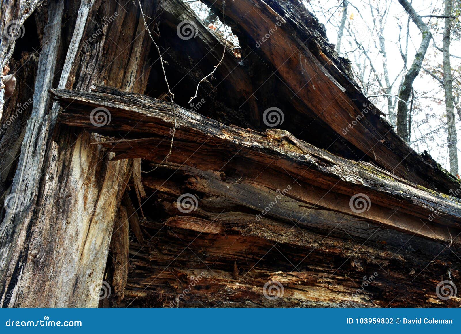 Broken tree stock photo. Image of detail, woods, broken - 103959802