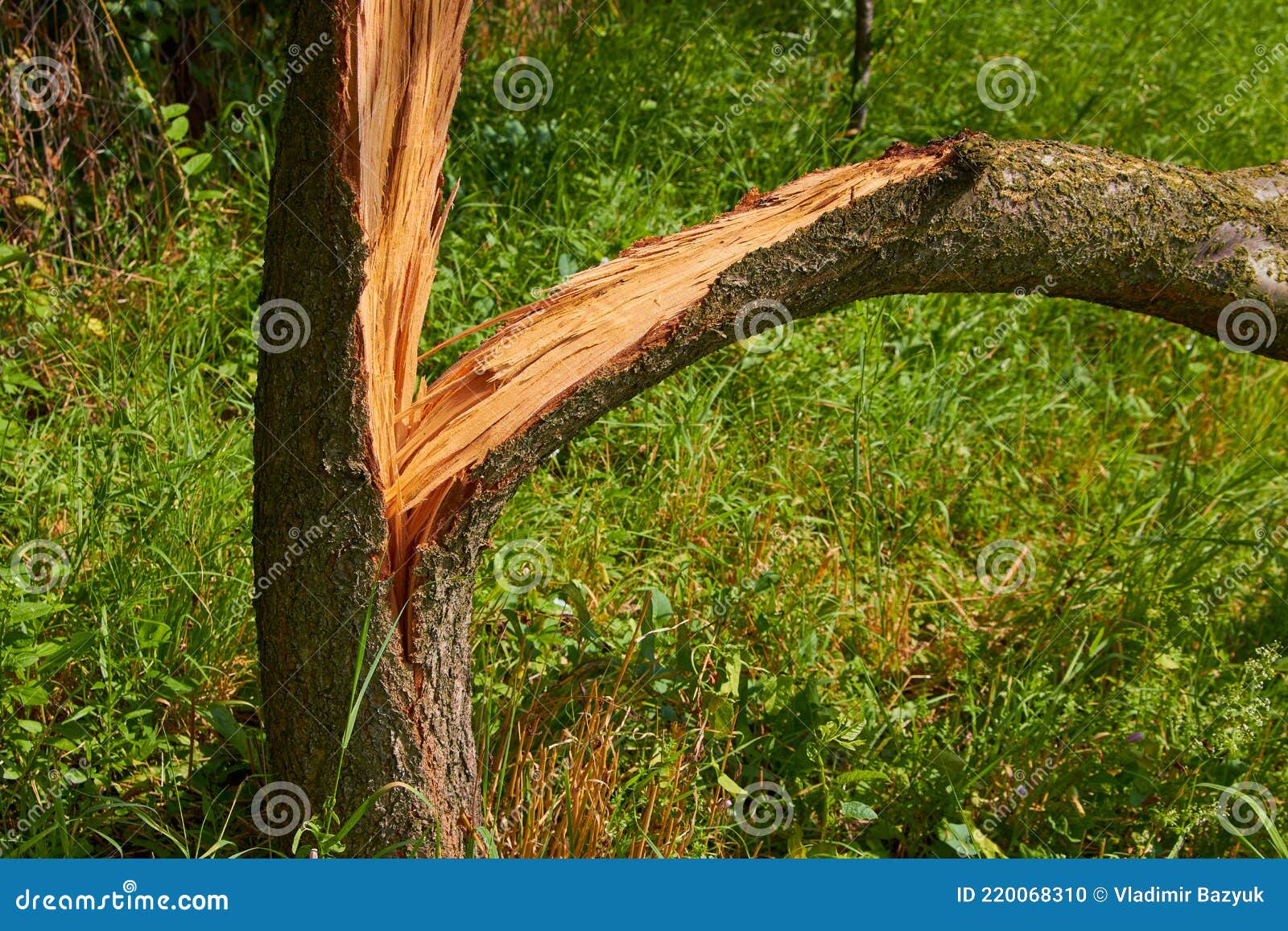 Broken Tree Stem,storm Damage in a Tree Garden Stock Photo - Image of ...