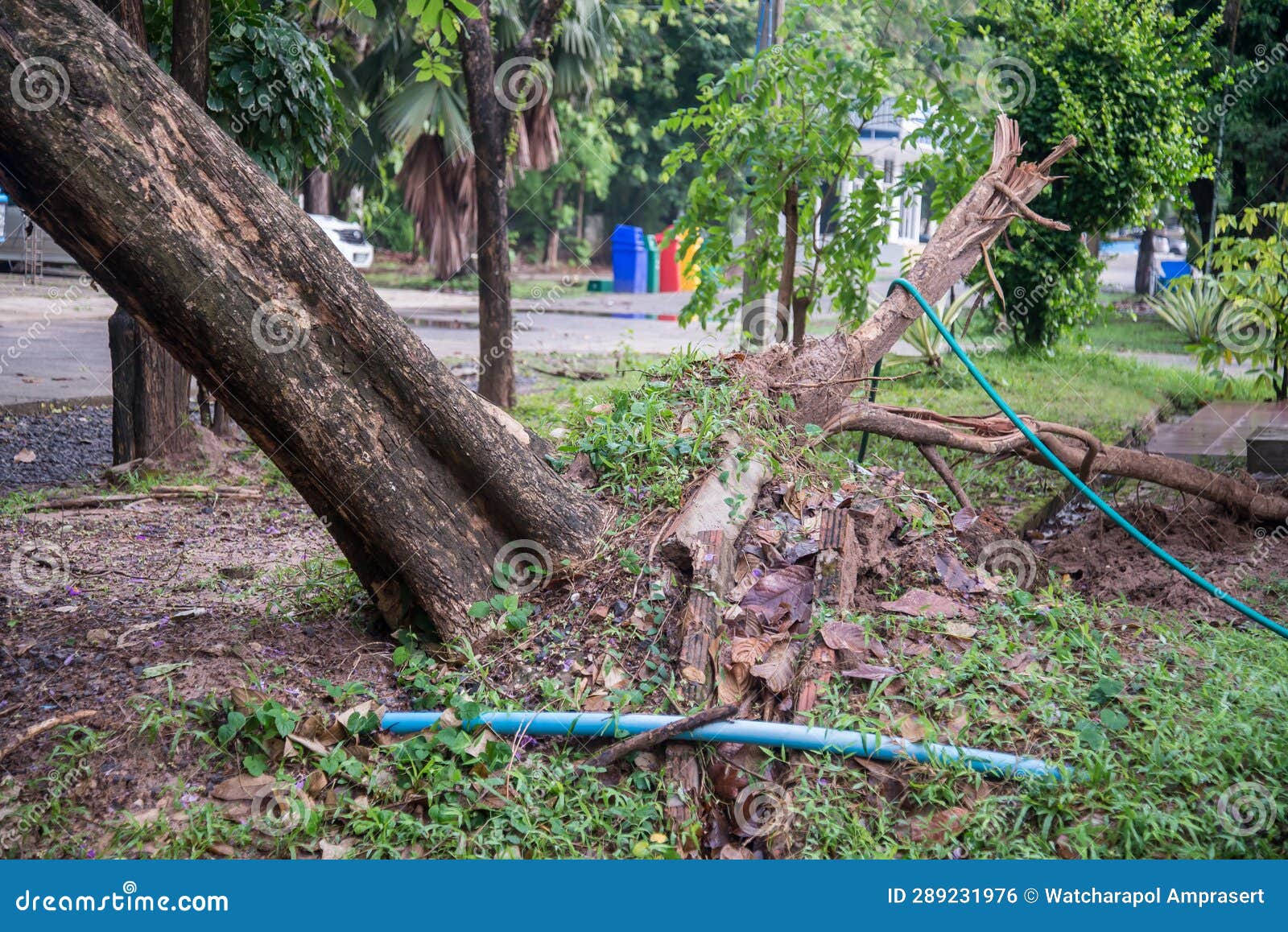 Broken tree after storm stock photo. Image of landscape - 289231976