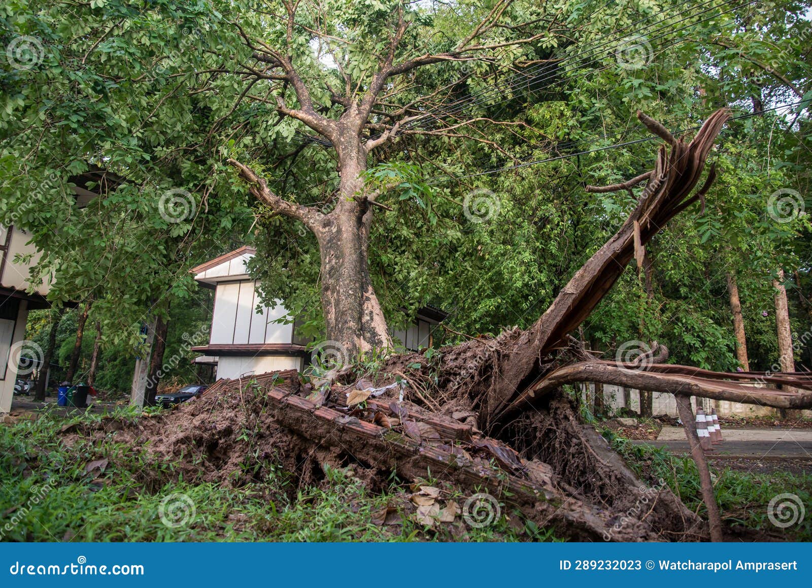 Broken tree after storm stock image. Image of trees - 289232023