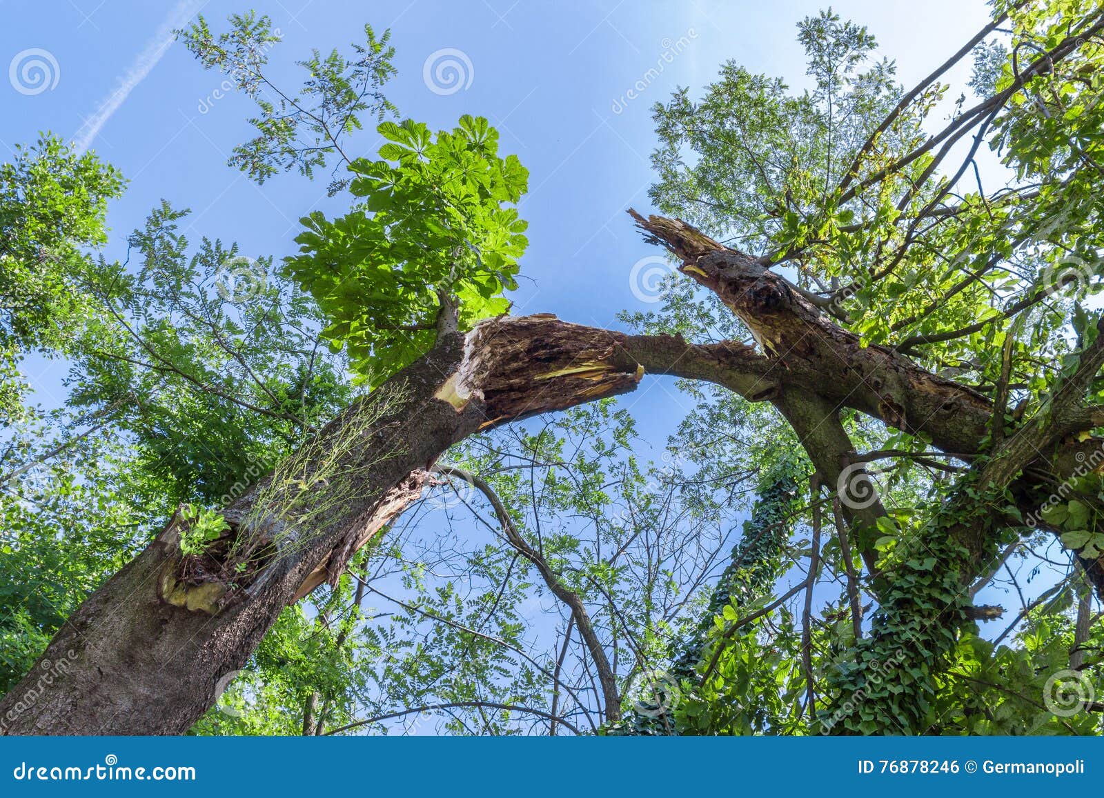 Broken tree stock photo. Image of environment, branch - 76878246
