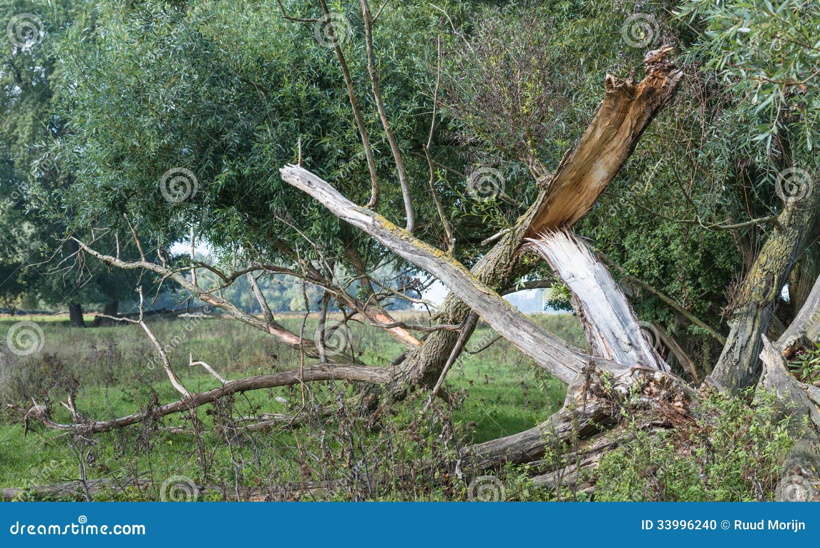 Broken Tree after the Storm Stock Photo - Image of lightning ...