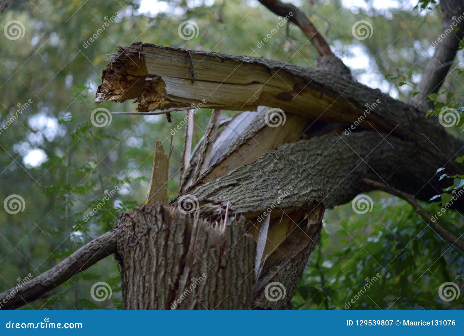 A Broken Tree after a Storm in a Forest during Autumn Season. Stock ...