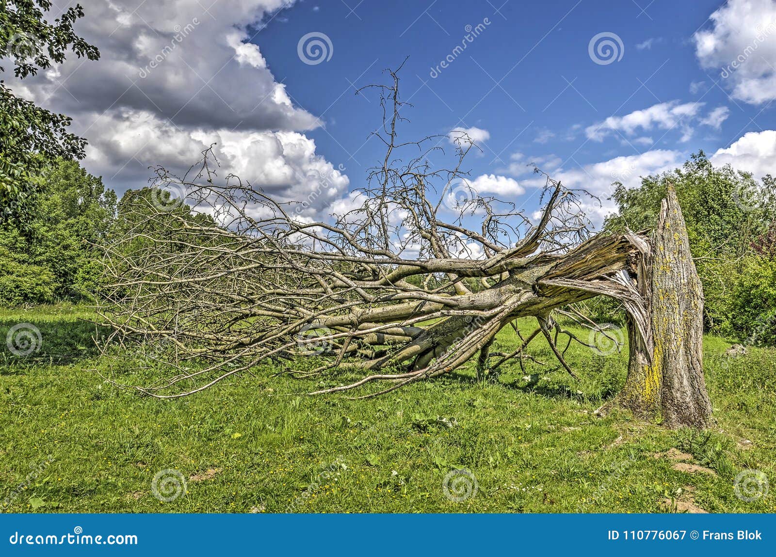 Broken tree after a storm stock image. Image of netherlands - 110776067