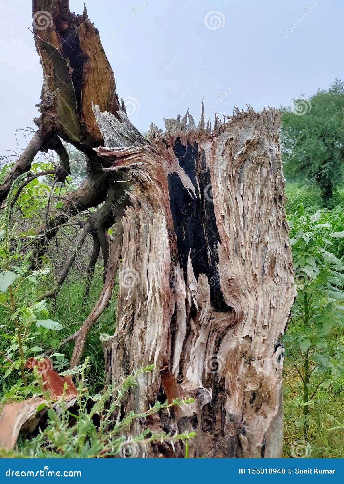 714 Tree Strom Stock Photos - Free & Royalty-Free Stock Photos from ...