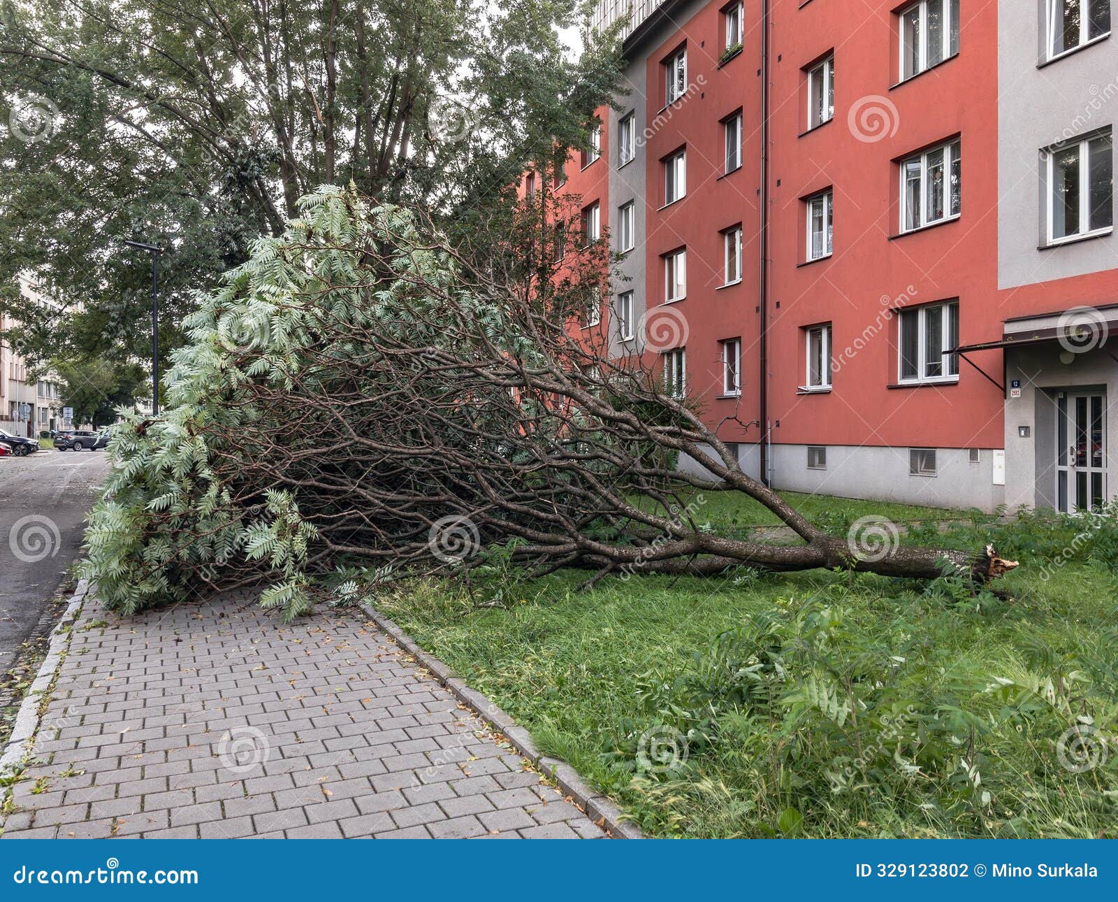 Broken Tree after Strong Wind and Storm in Front of Prefab Stock Photo ...