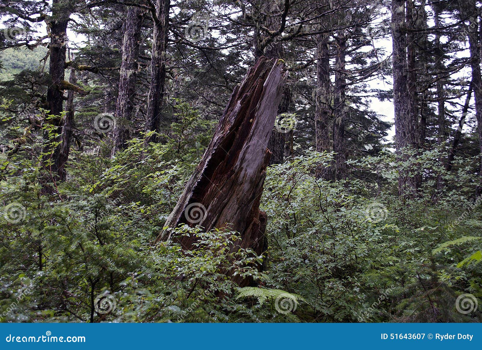 Broken Tree Stump in Alaskan Mountain Stock Image - Image of forrest ...
