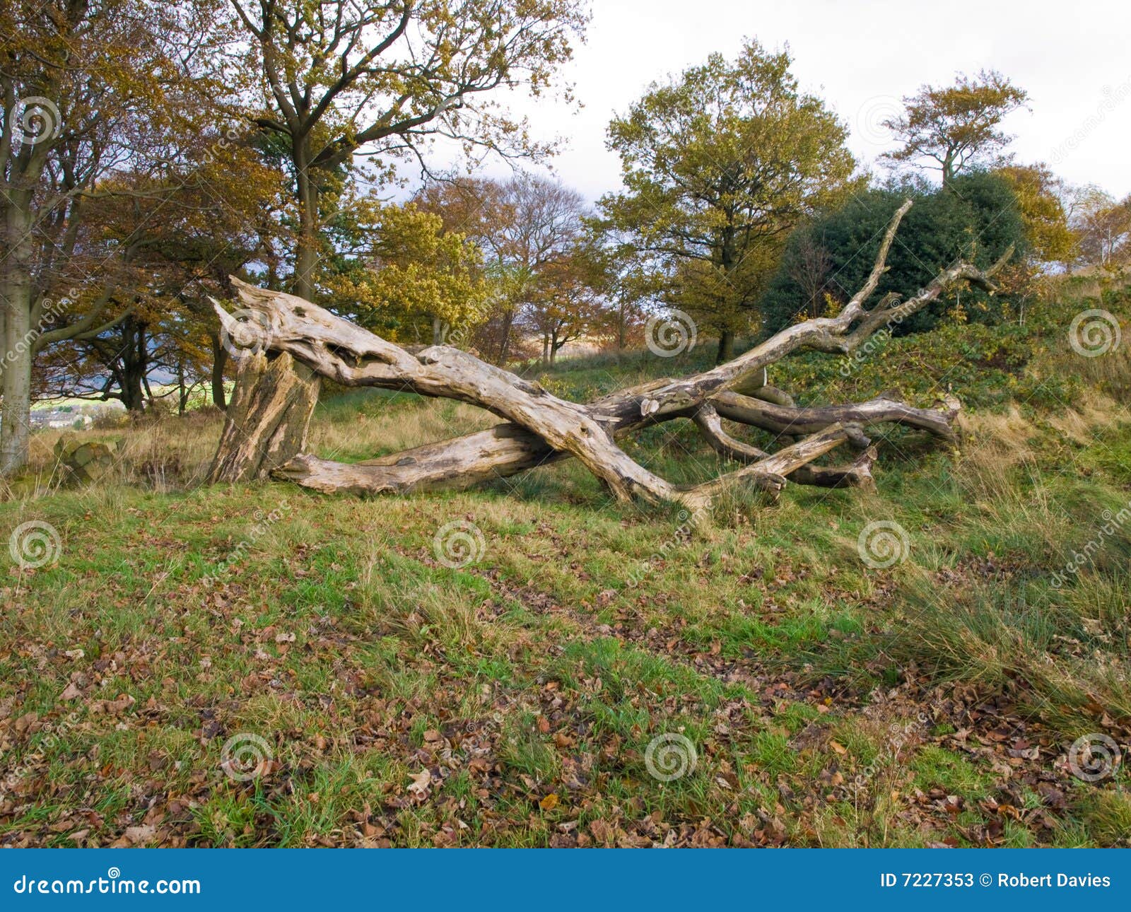 Broken Tree Stump on Autumn Day Stock Image - Image of collapsed, tree ...