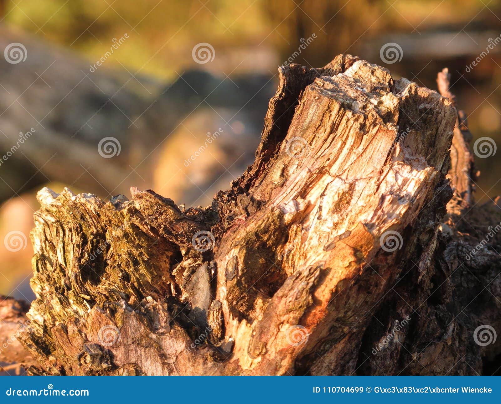 Broken tree with sunlight stock image. Image of diffused - 110704699