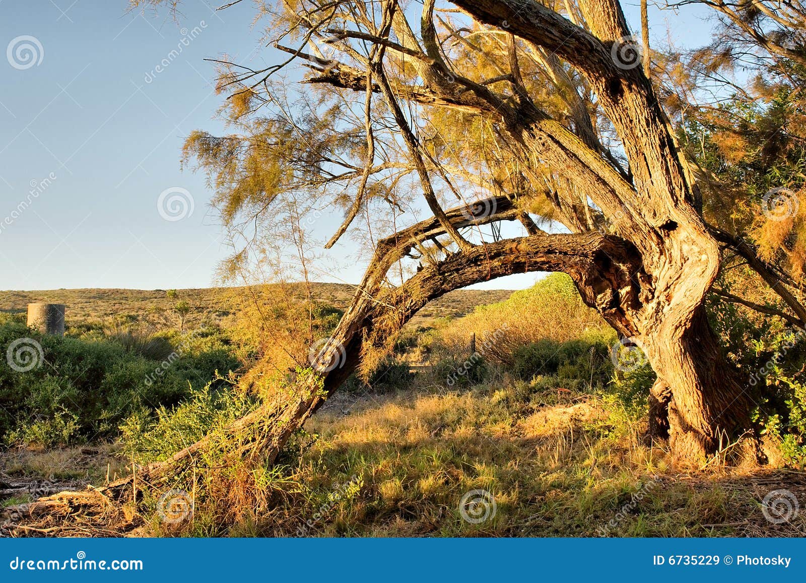 Broken Tree Is Falling Down In Outdoor Park,uprooted Tree Fell After ...