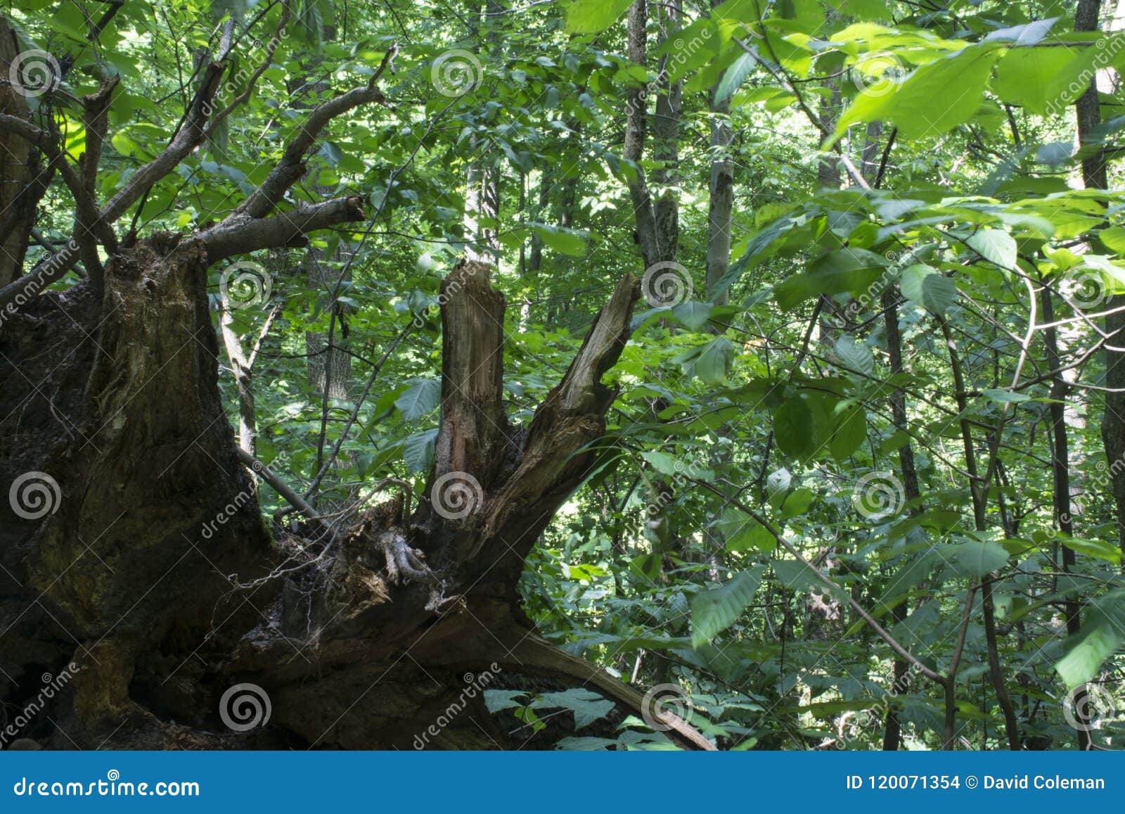 Broken Tree Surrounded by Summer Greenery Stock Photo - Image of ...