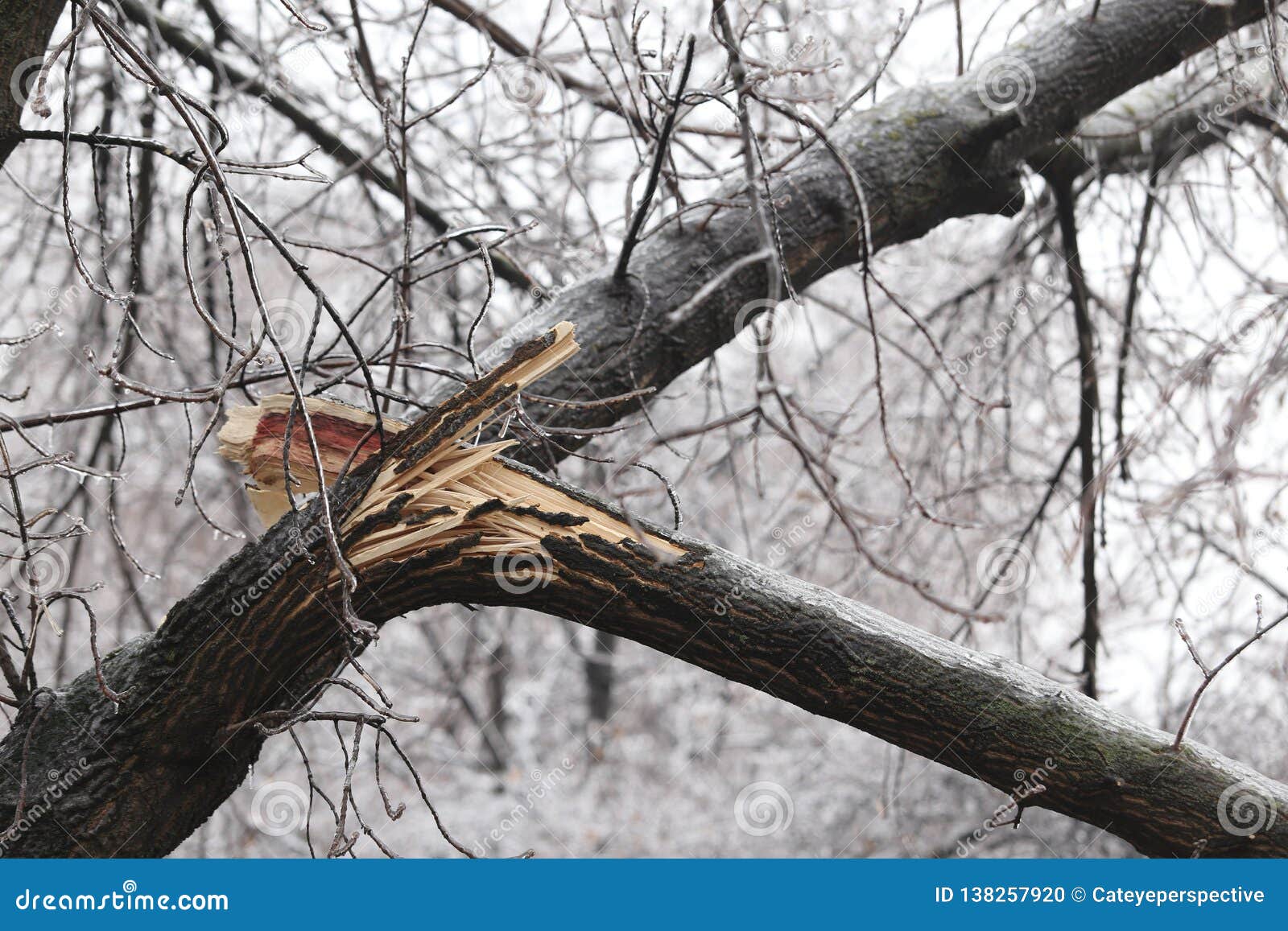 Broken Tree Branch Drawing