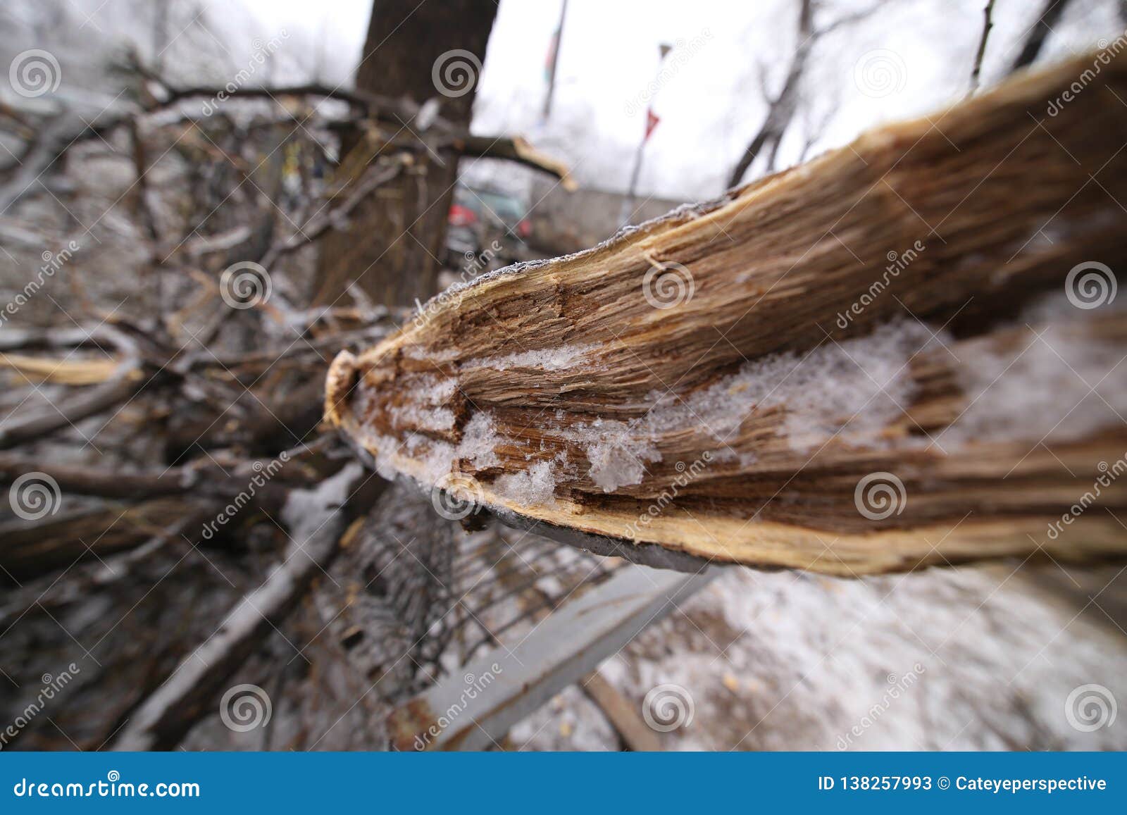 Broken Tree Trunk and Branches Due To the Weight of the Ice after ...