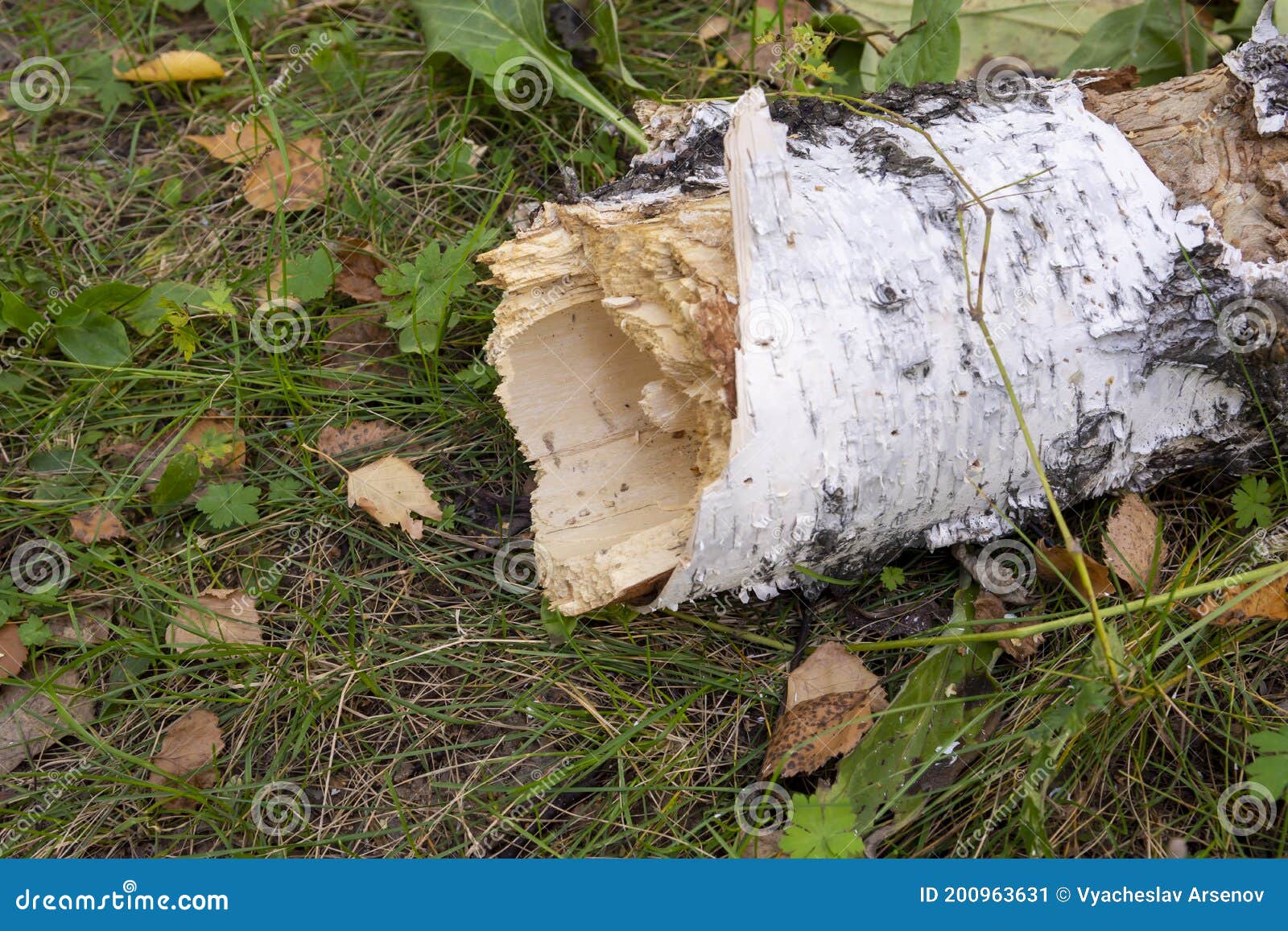 Broken Tree Trunk in a Clearing in the Forest Stock Image - Image of ...