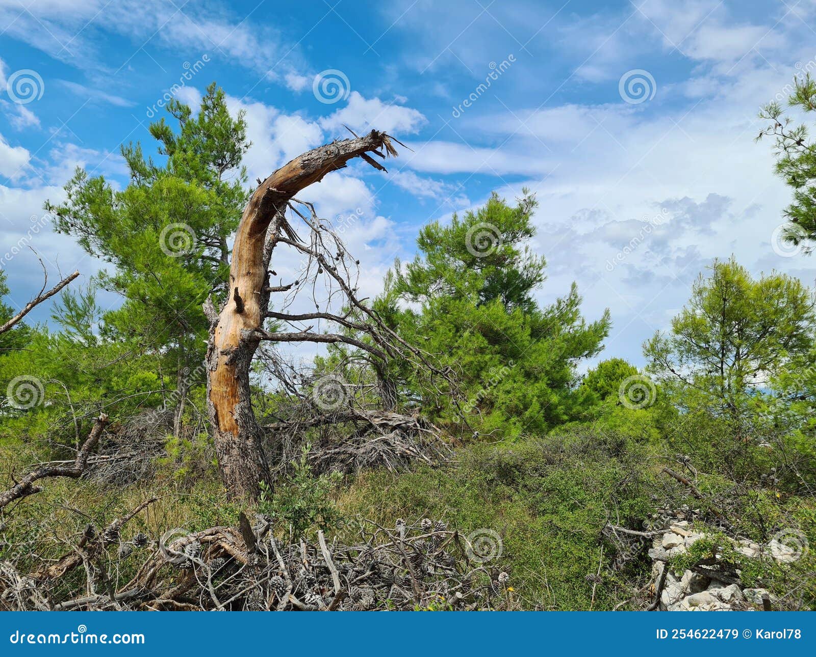 Broken Tree Trunk of a Conifer Tree Stock Image - Image of broker ...