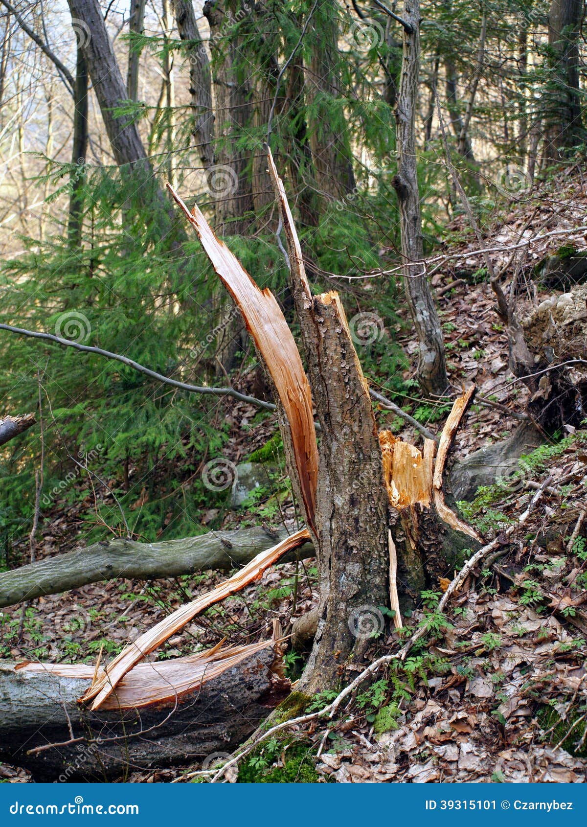 Broken tree trunk stock image. Image of broken, area - 39315101