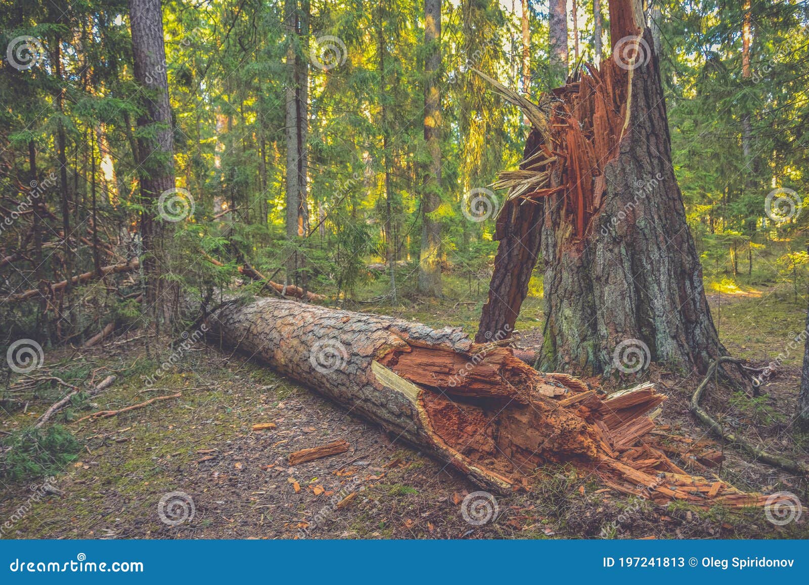 Broken Tree Trunk in the Forest Stock Image - Image of danger, damage ...