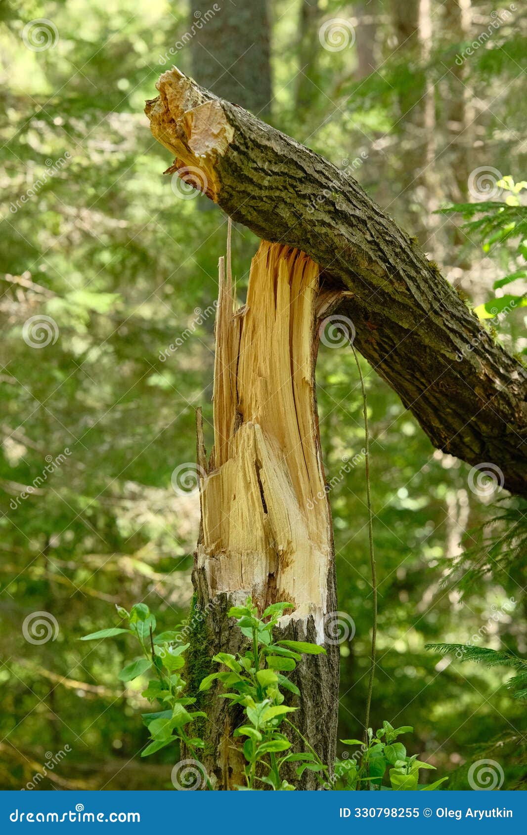 Broken Tree Trunk in the Forest. Fallen Pine Tree Stock Image - Image ...